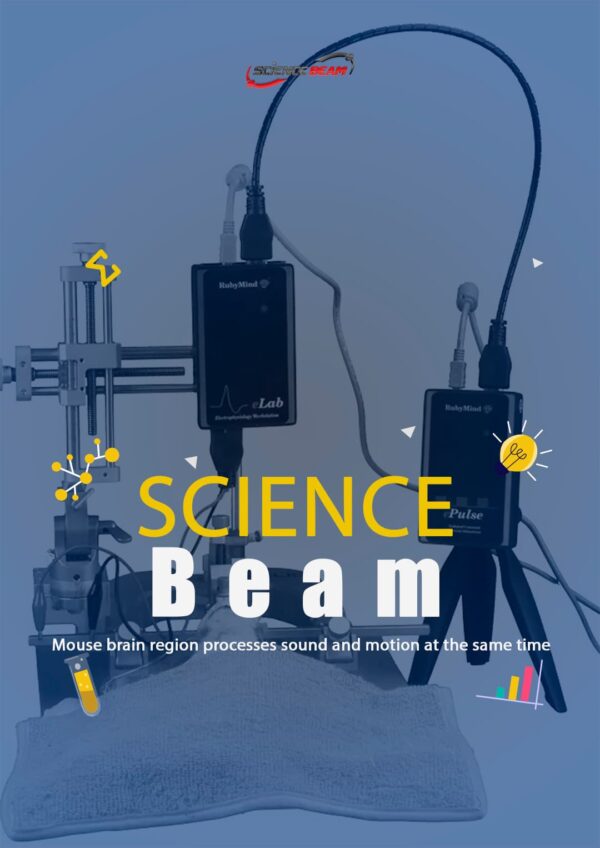 Mouse brain region processes sound and motion at the same time - ScienceBeam